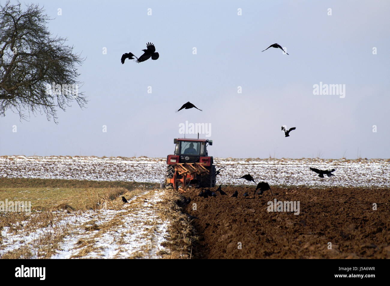 agriculture farming field acre ravens tractor farmer crows seed ...
