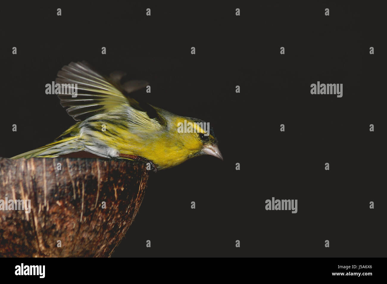 Birds movement hi-res stock photography and images - Alamy