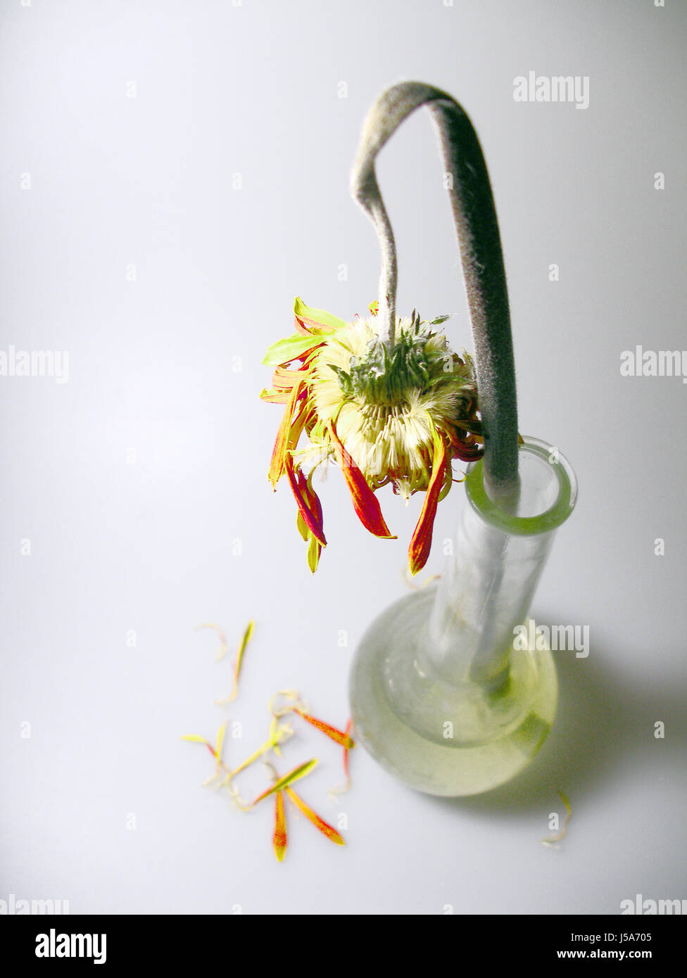 Transience die hi-res stock photography and images - Alamy