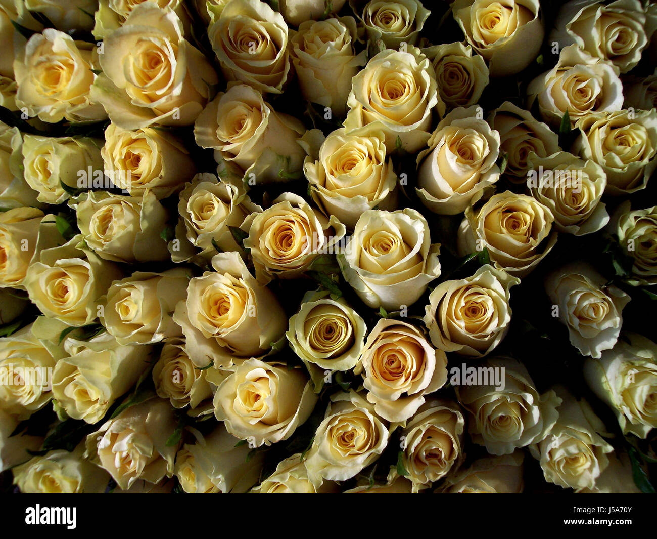 flower rose plant blank european caucasian roses bouquet dense number ...