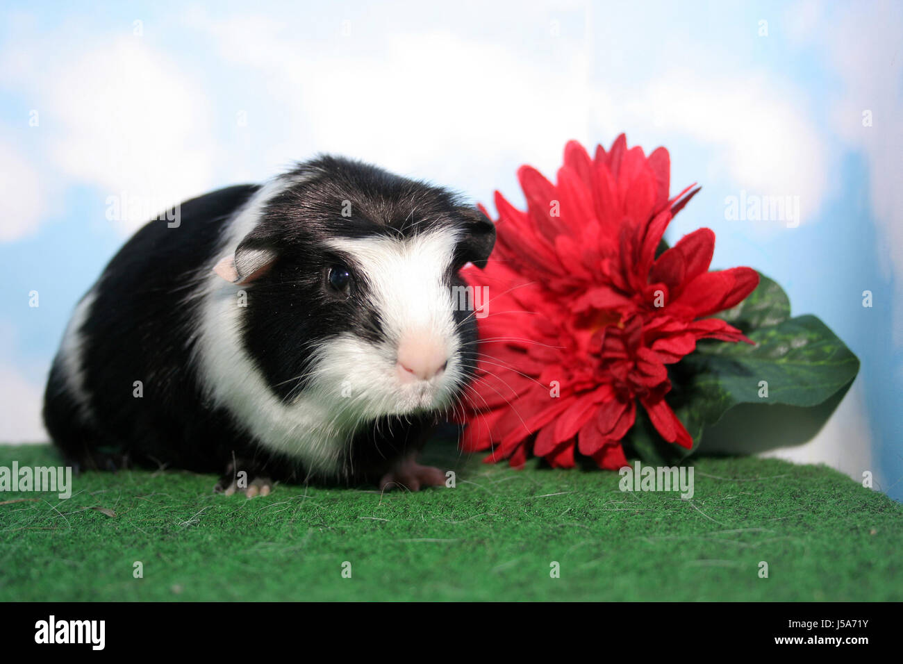 blue animal pet mammal green rodent blank european caucasian devoted ...