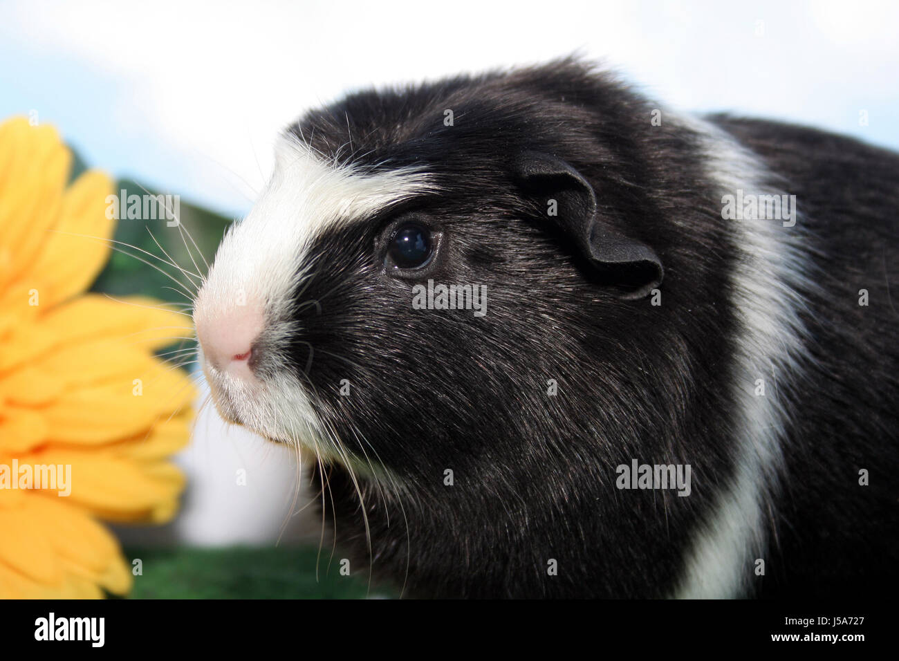 blue animal pet mammal green rodent blank european caucasian devoted ...