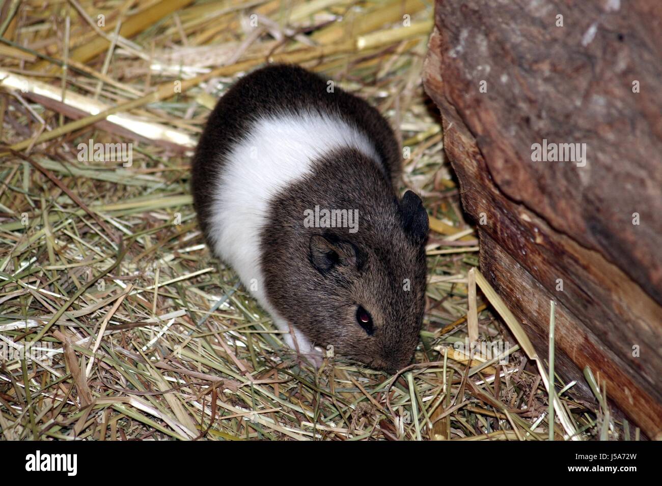 animals pets mammals gnawers guinea-pig pet mammal eyes rodent look ...