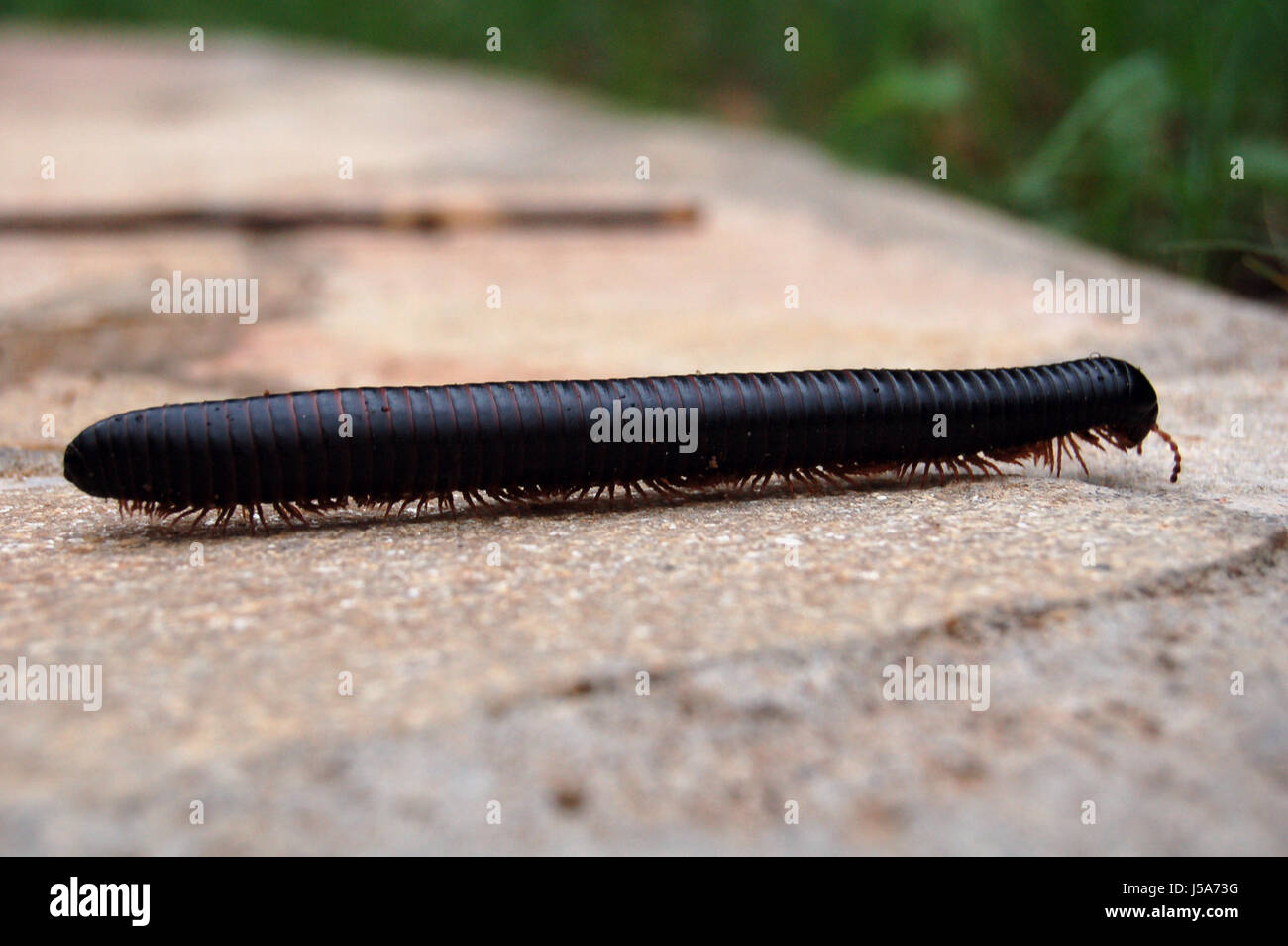 Thousand legs hi-res stock photography and images - Alamy
