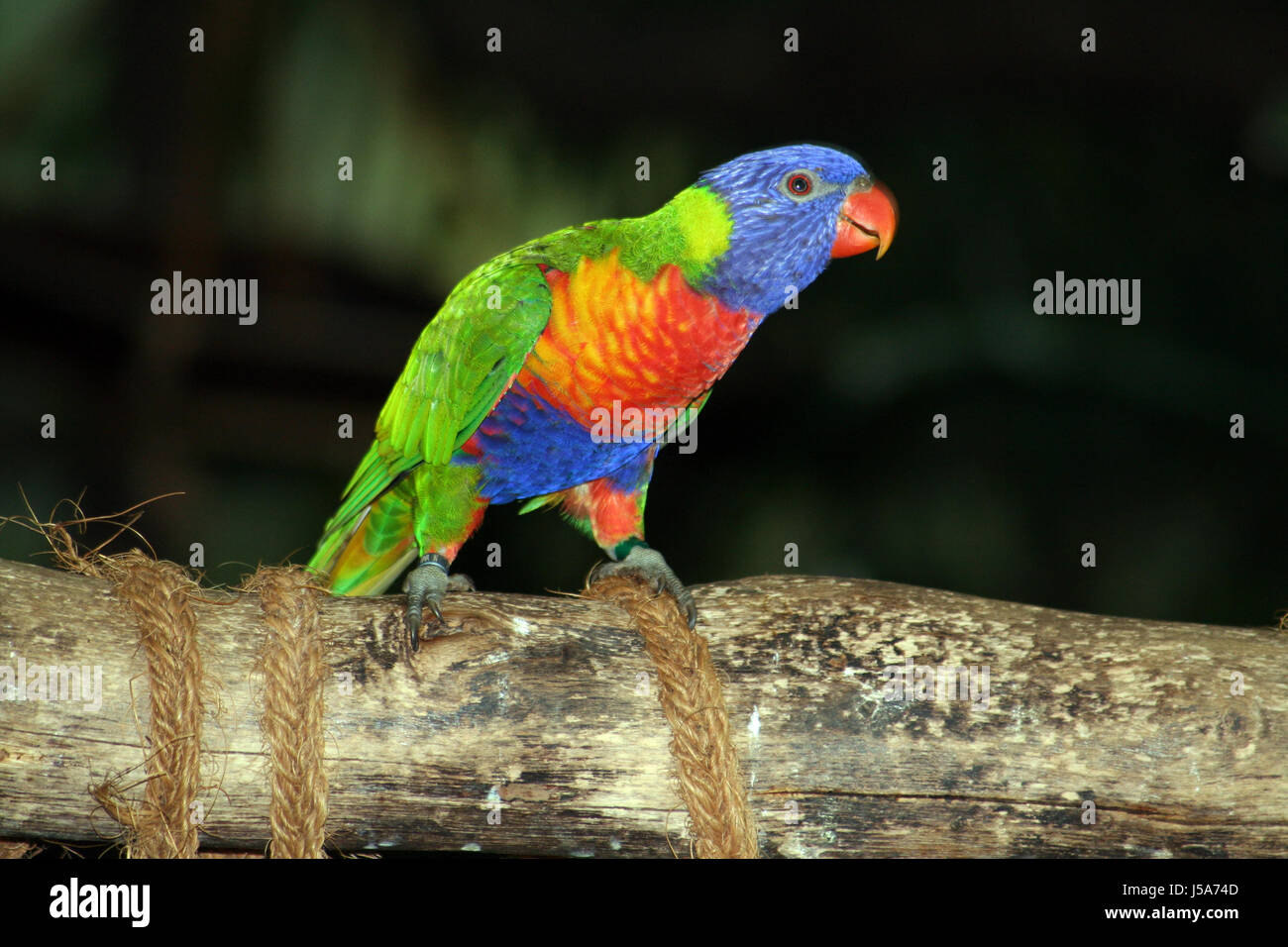 bird animals birds parrot animal bird animals birds look glancing see ...