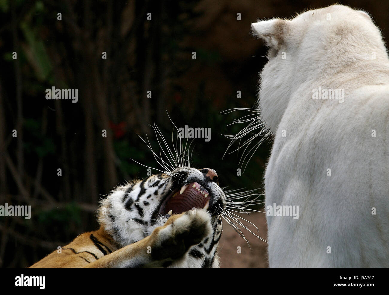 Bengalischer Tiger High Resolution Stock Photography and Images - Alamy