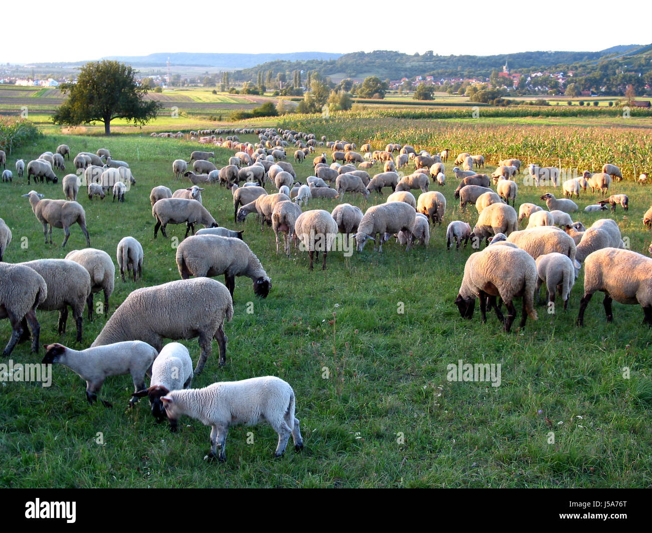 food aliment green animals shine shines bright lucent light serene ...