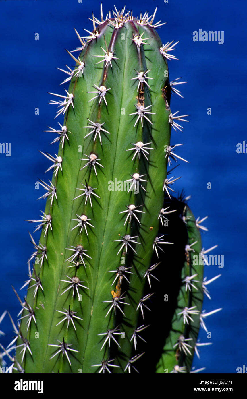 green prickle pointed cacti cactus sting stars asterisks dagger ...