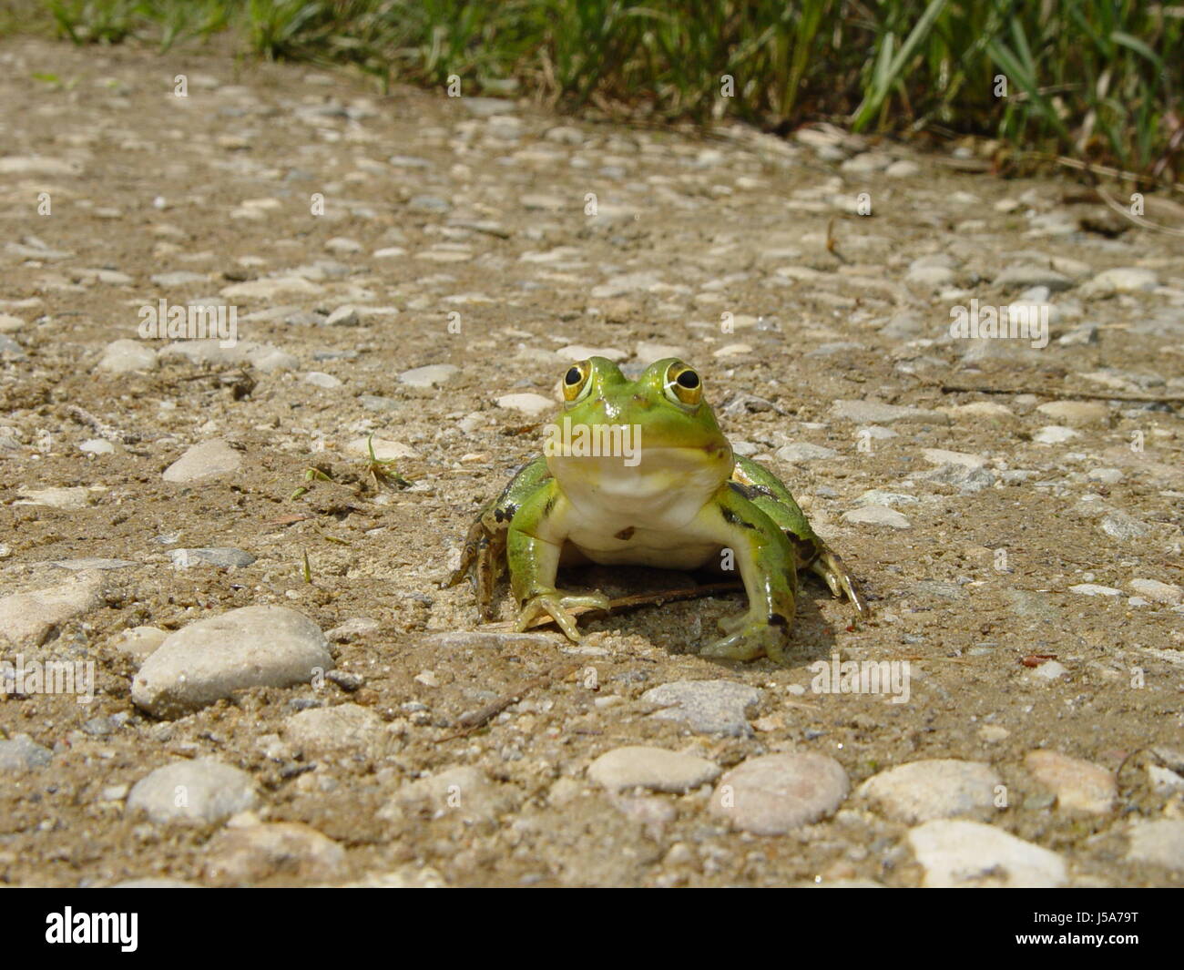 green spring bouncing bounces hop skipping frisks jumping jump creature ...