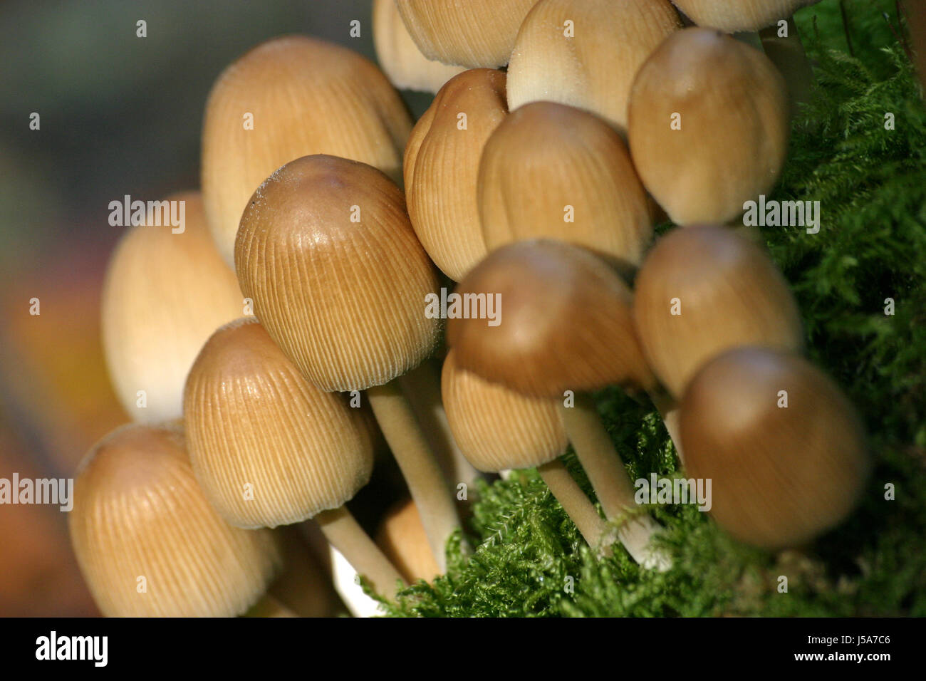 green wood moss mushrooms snag mushroom fungus forest fall autumn ...