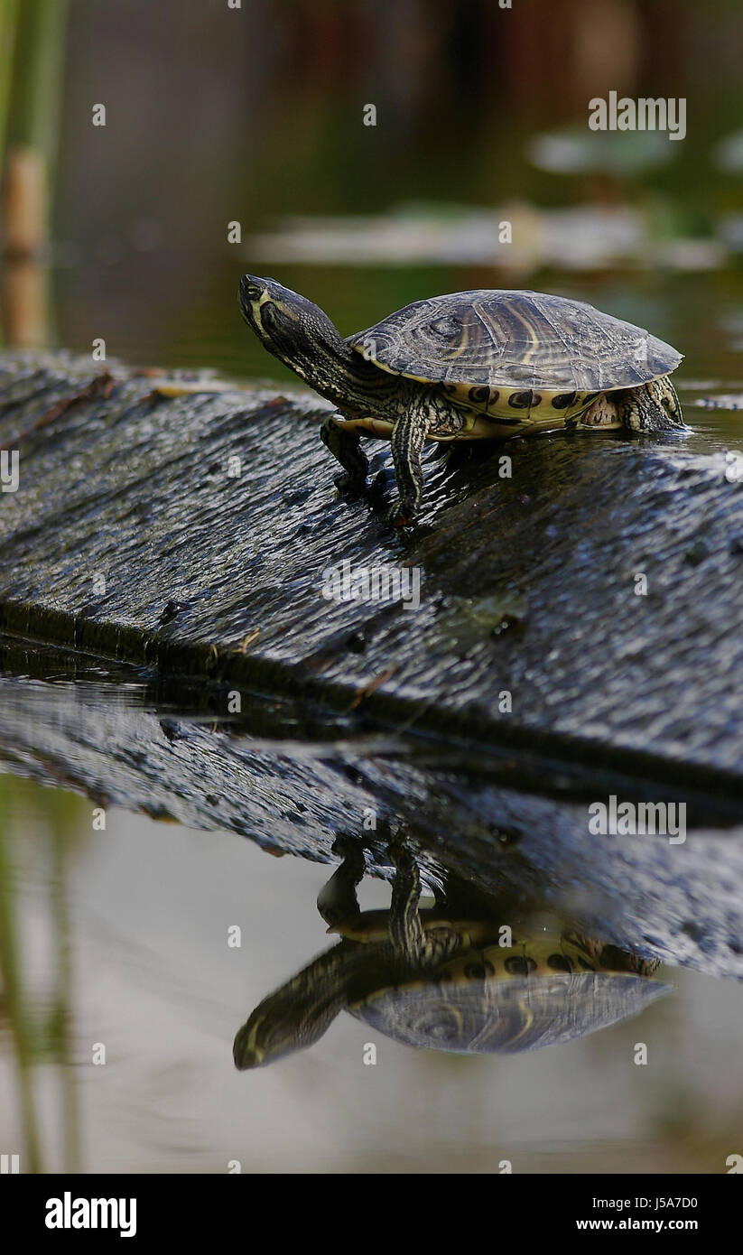 wildlife reptiles fresh water pond water teneriffa turtle turtles ...