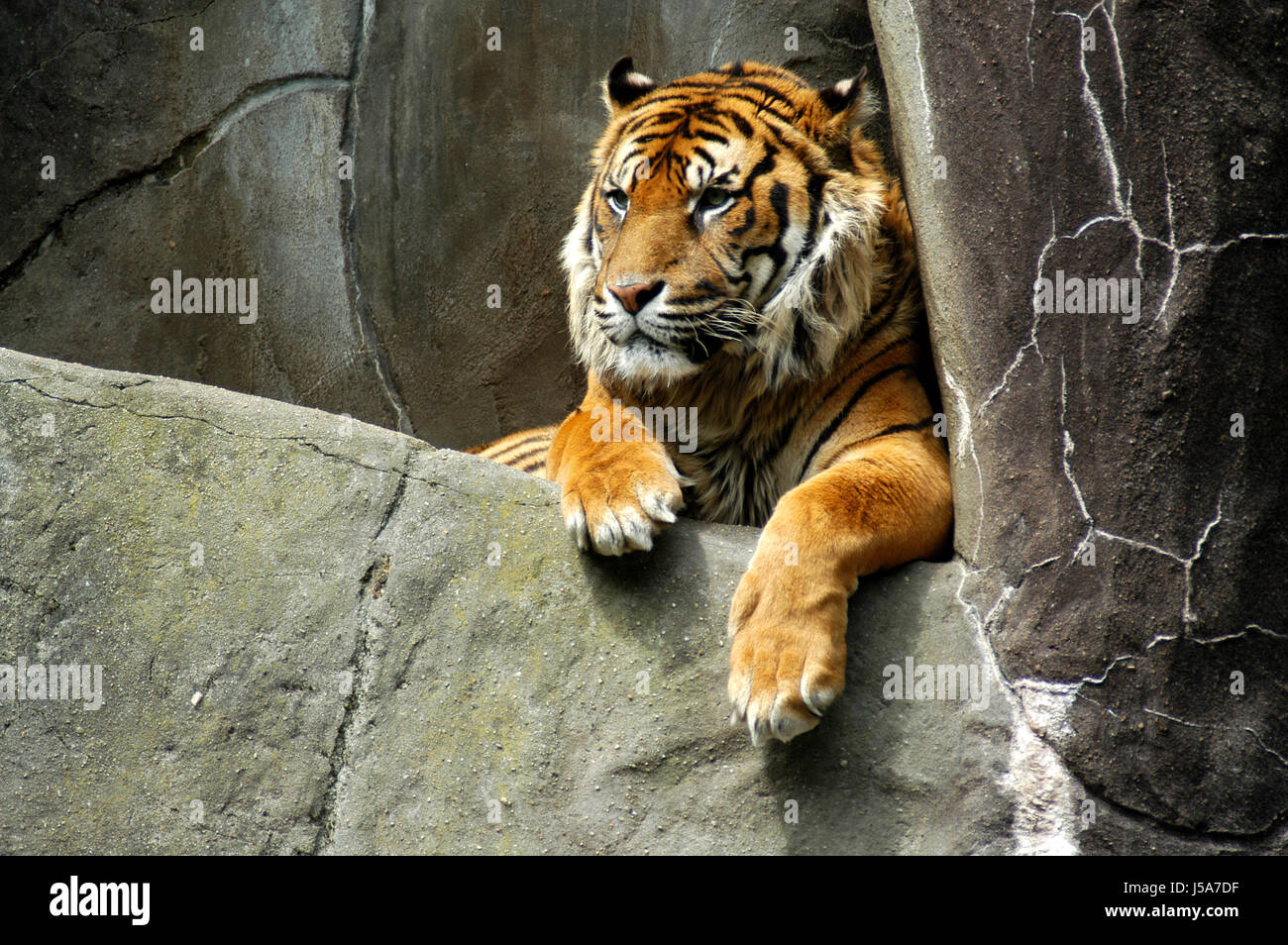 wild big cat feline predator cat tiger zoo skin striated mammals fence ...