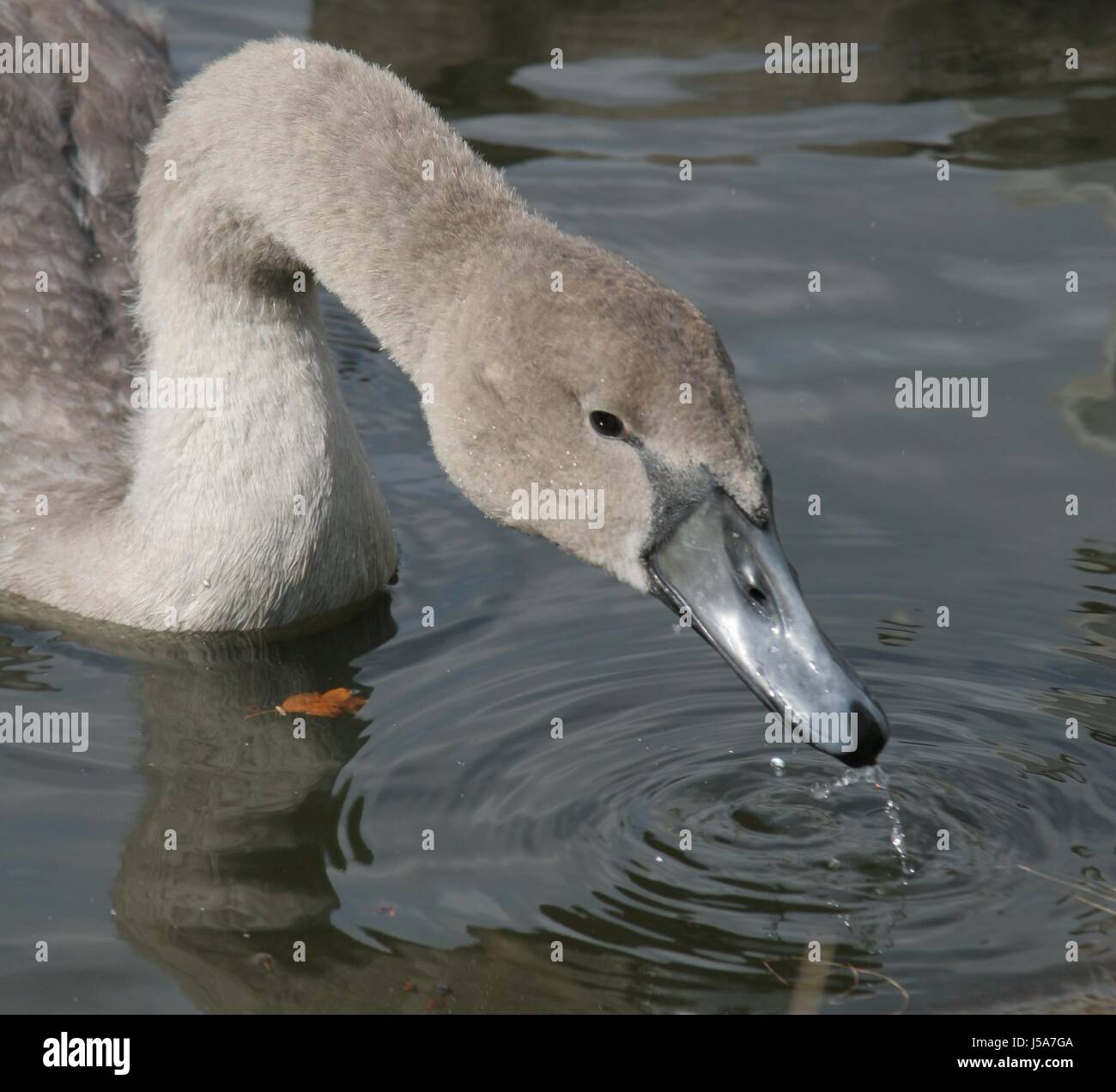 flies animal bird animals swans swan birds blank european caucasian ...
