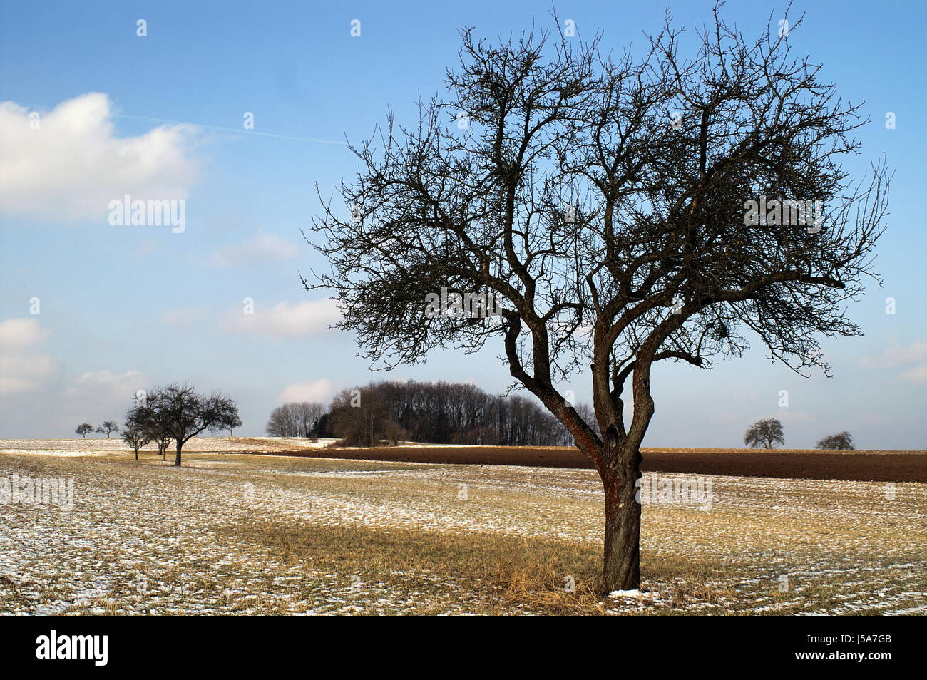 blue tree winter apple tree sight view outlook perspective vista ...