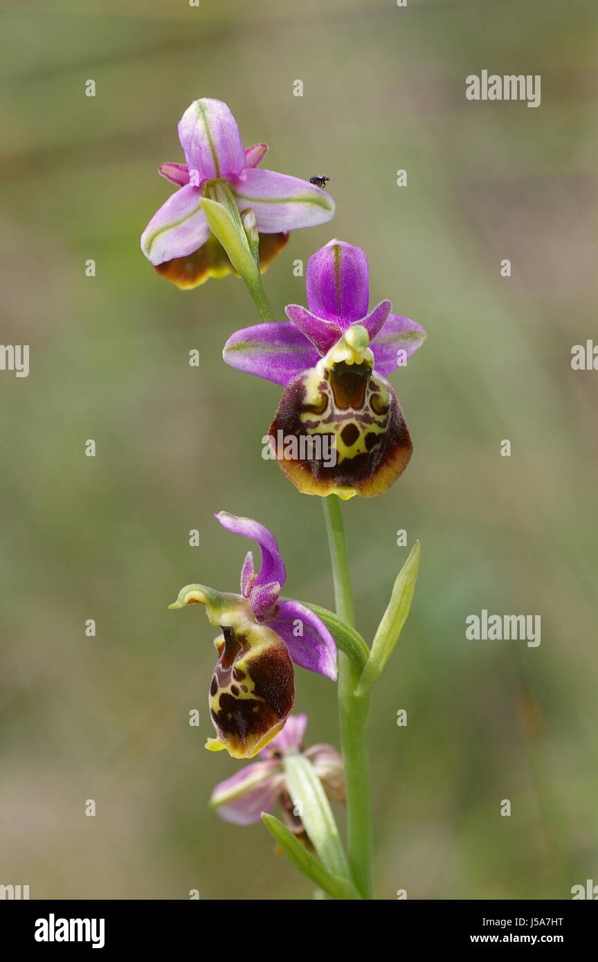 protected sheltered flower plant europe alsace rare native orchid ...