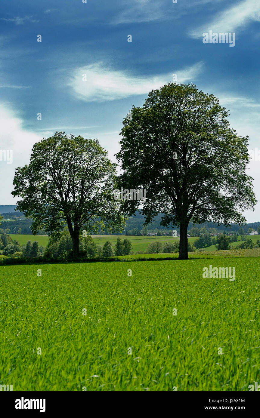 tree trees green deciduous tree summer summerly deciduous trees grasses ...