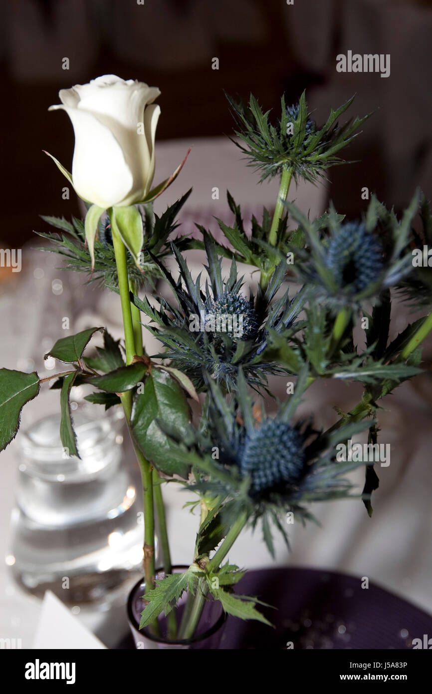 Thistle rose hi-res stock photography and images - Alamy