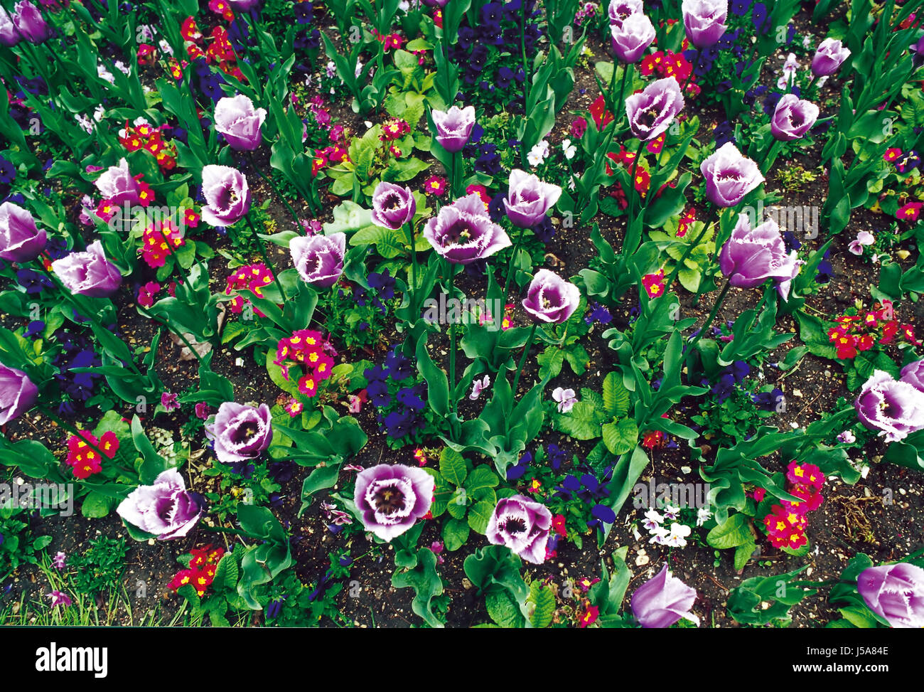 blue emotions green leaves coloured colourful gorgeous multifarious ...