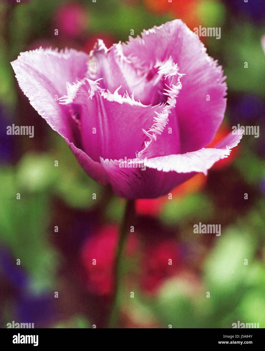 blue emotions green leaves coloured colourful gorgeous multifarious ...