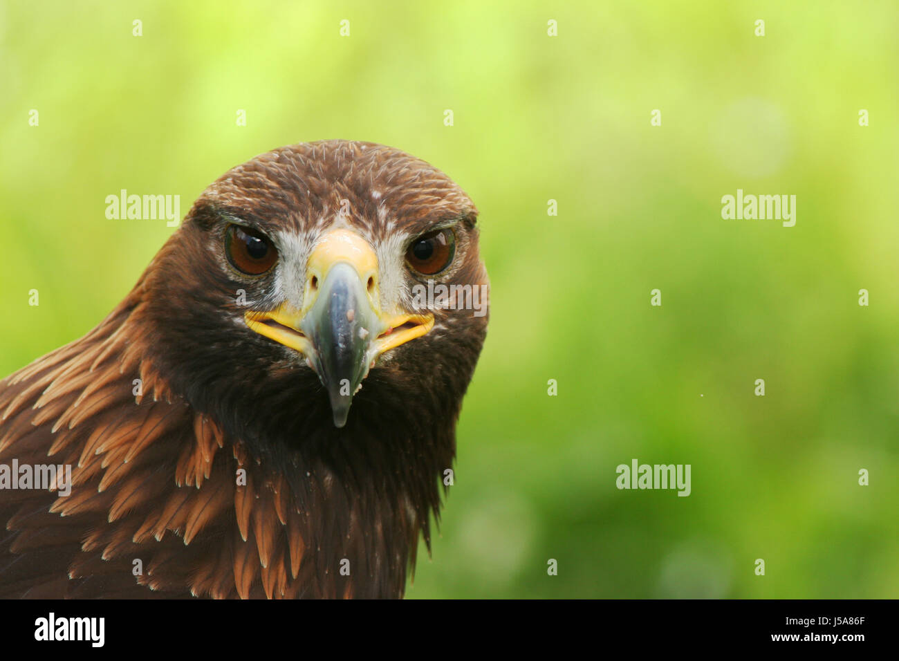 animal bird austrians birds eyes raptor look glancing see view looking ...