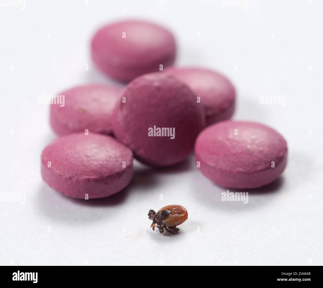 Mite and tablets macro shot local focus Stock Photo - Alamy