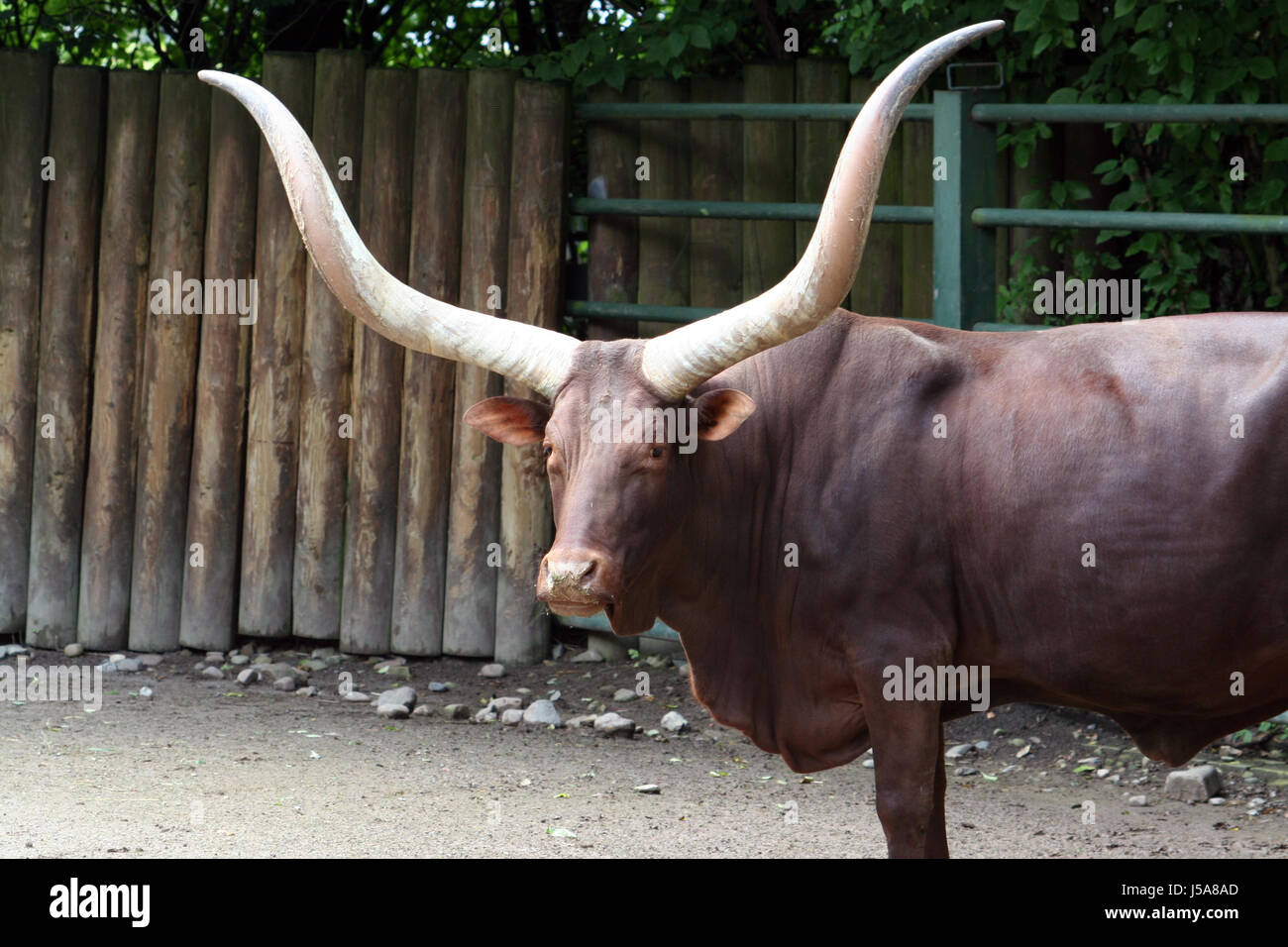 animals mammals cattle animal mammal animals bull eyes look glancing ...