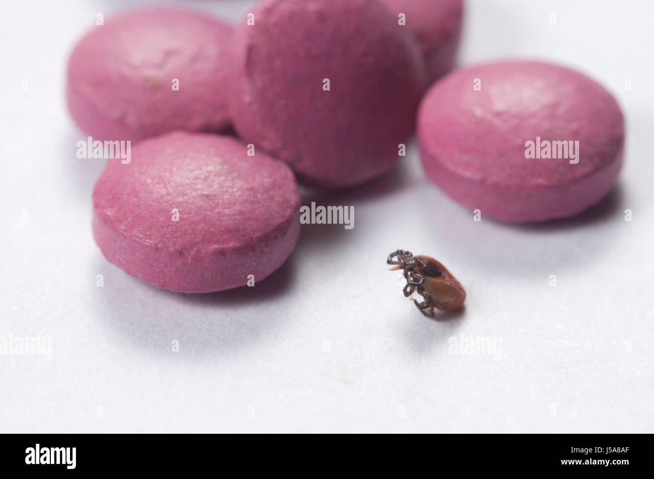 Mite and tablets macro shot local focus Stock Photo - Alamy