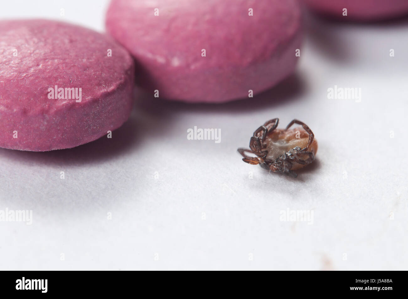 Mite and tablets macro shot local focus Stock Photo - Alamy