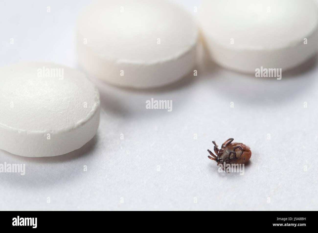 Mite and tablets macro shot local focus Stock Photo - Alamy