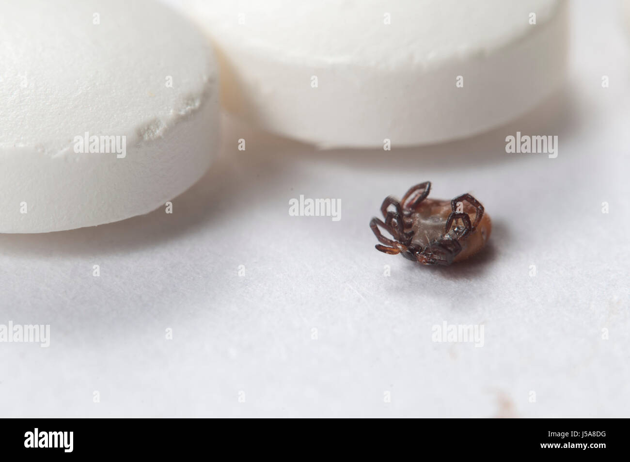 Mite and tablets macro shot local focus Stock Photo - Alamy