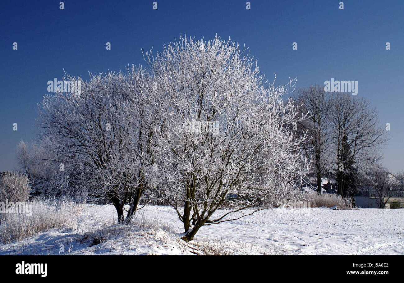 blue tree trees winter cold branches ice frost frozen branchage sky ...