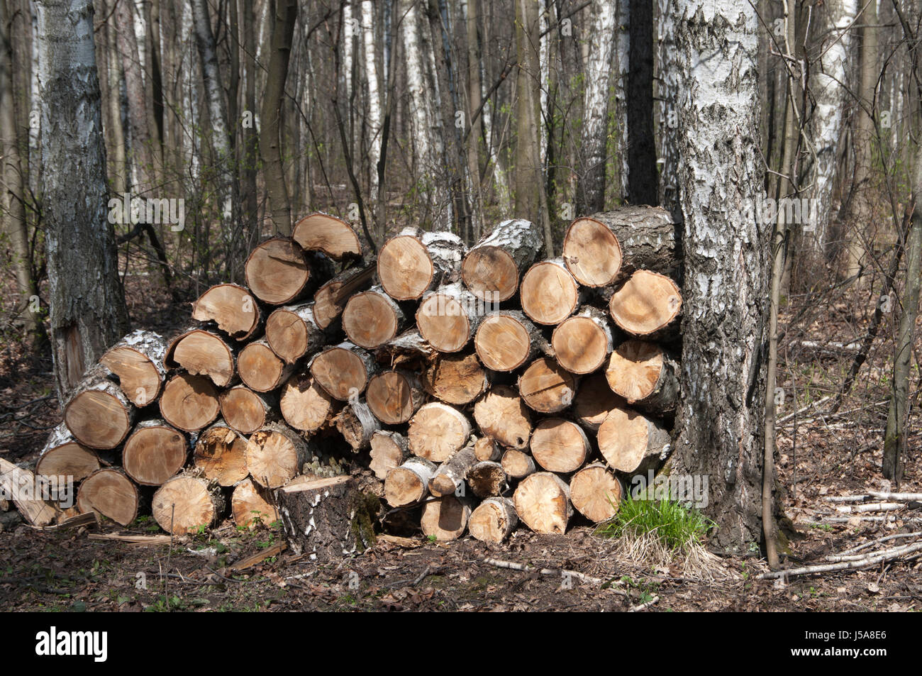Stack of wood in a forest close up shot Stock Photo - Alamy