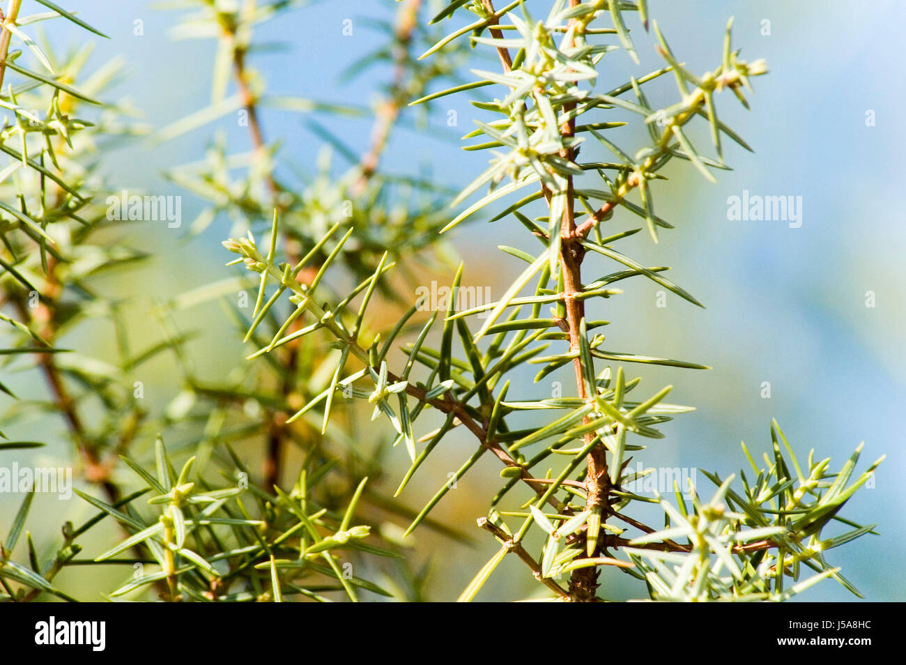 spice condiment leaves flora botany branches flavour shrub bush needles ...