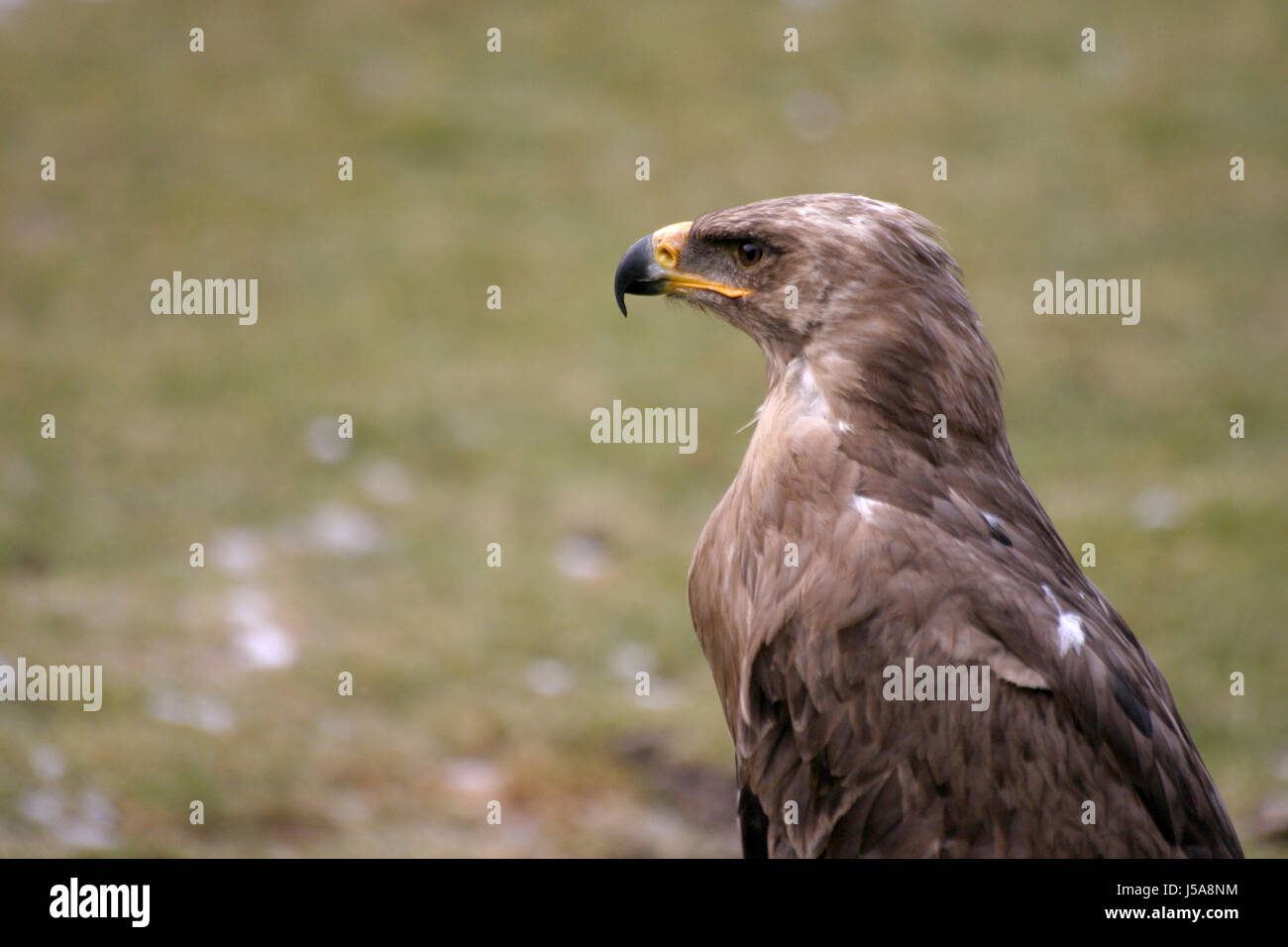 bird birds raptor eagle that emperor king adler-portrt aquila goldadler ...