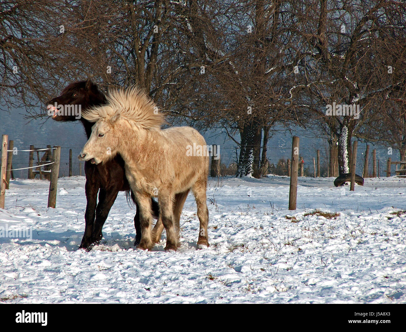 Ponies playing hi-res stock photography and images - Alamy