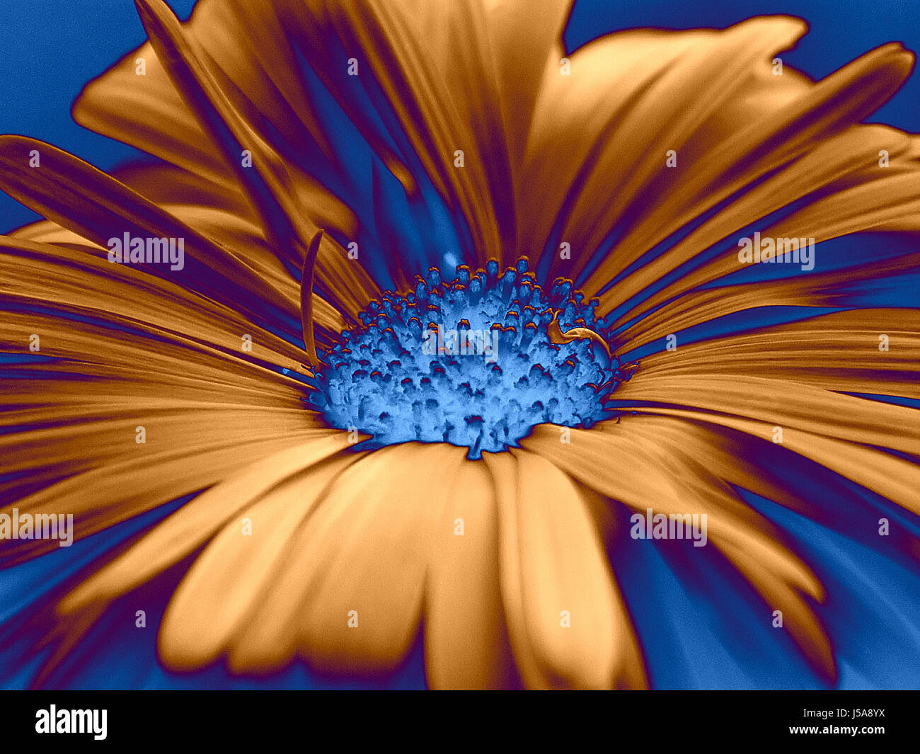 orange shine shines bright lucent light serene luminous leaf plant ...