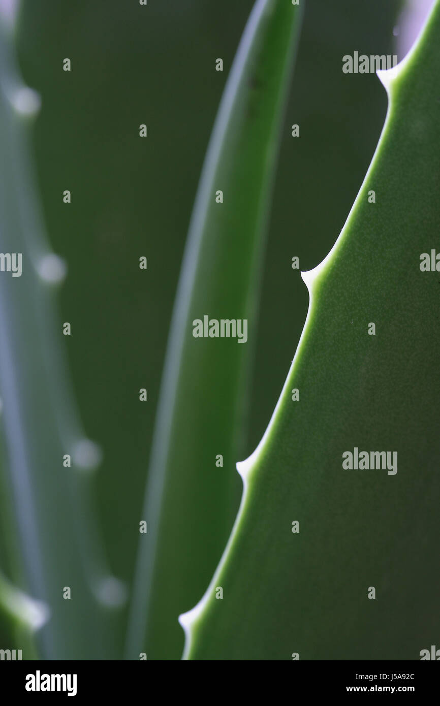 garden skin wellness cure aloe means agent medicine drug remedy ...