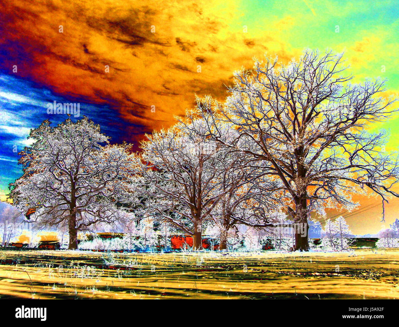 blue tree trees winter coloured colourful gorgeous multifarious richly ...