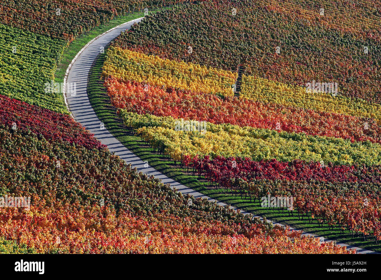 harvest vineyard colour season vine grape vine grape-vine colors ...