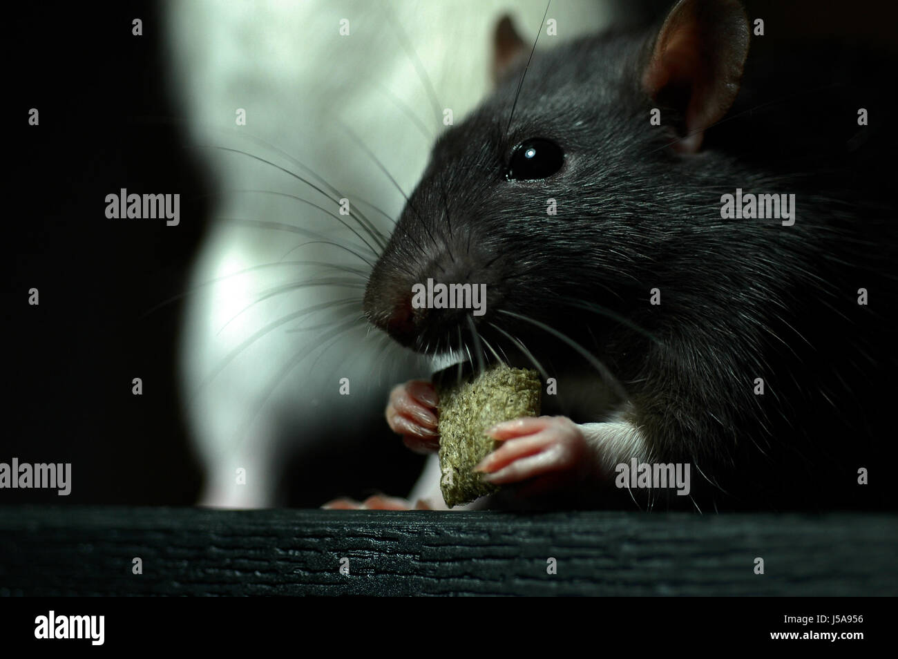 eating rat 2 Stock Photo - Alamy