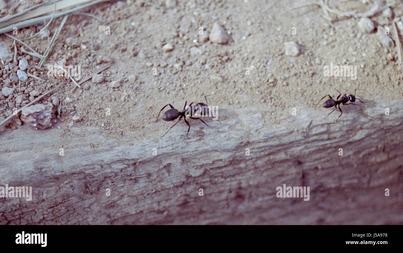 insects ants community of ants programmed division of tasks compulsory ...