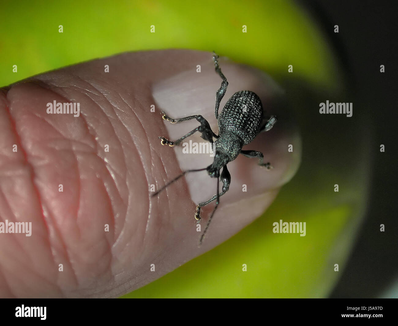 Vermin exterminator hi-res stock photography and images - Alamy