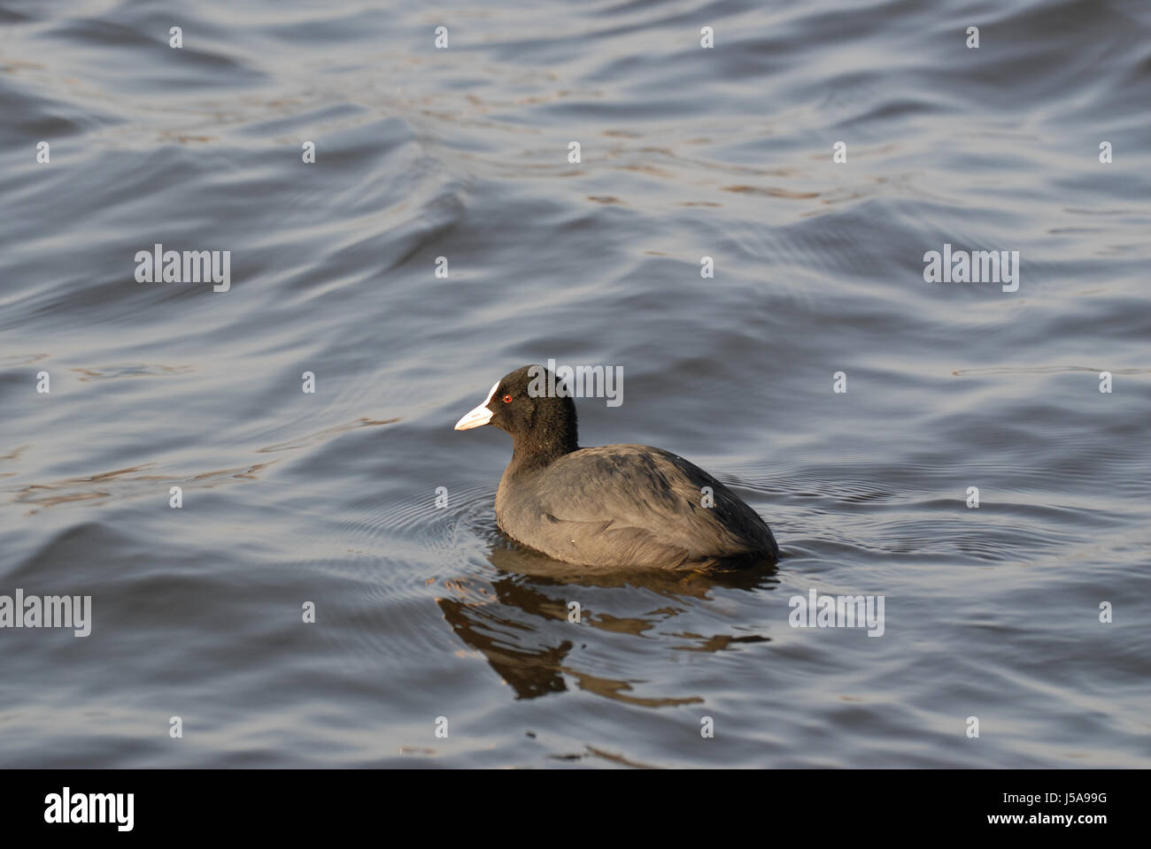 blue bird birds waterfowls waterfowl salt water sea ocean water ...