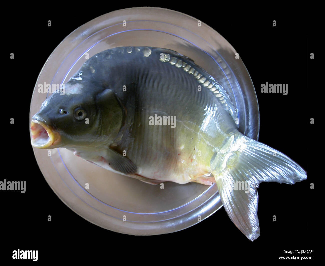 fish plate carp good friday spiegelkarpfen swasserfisch speisefisch ...