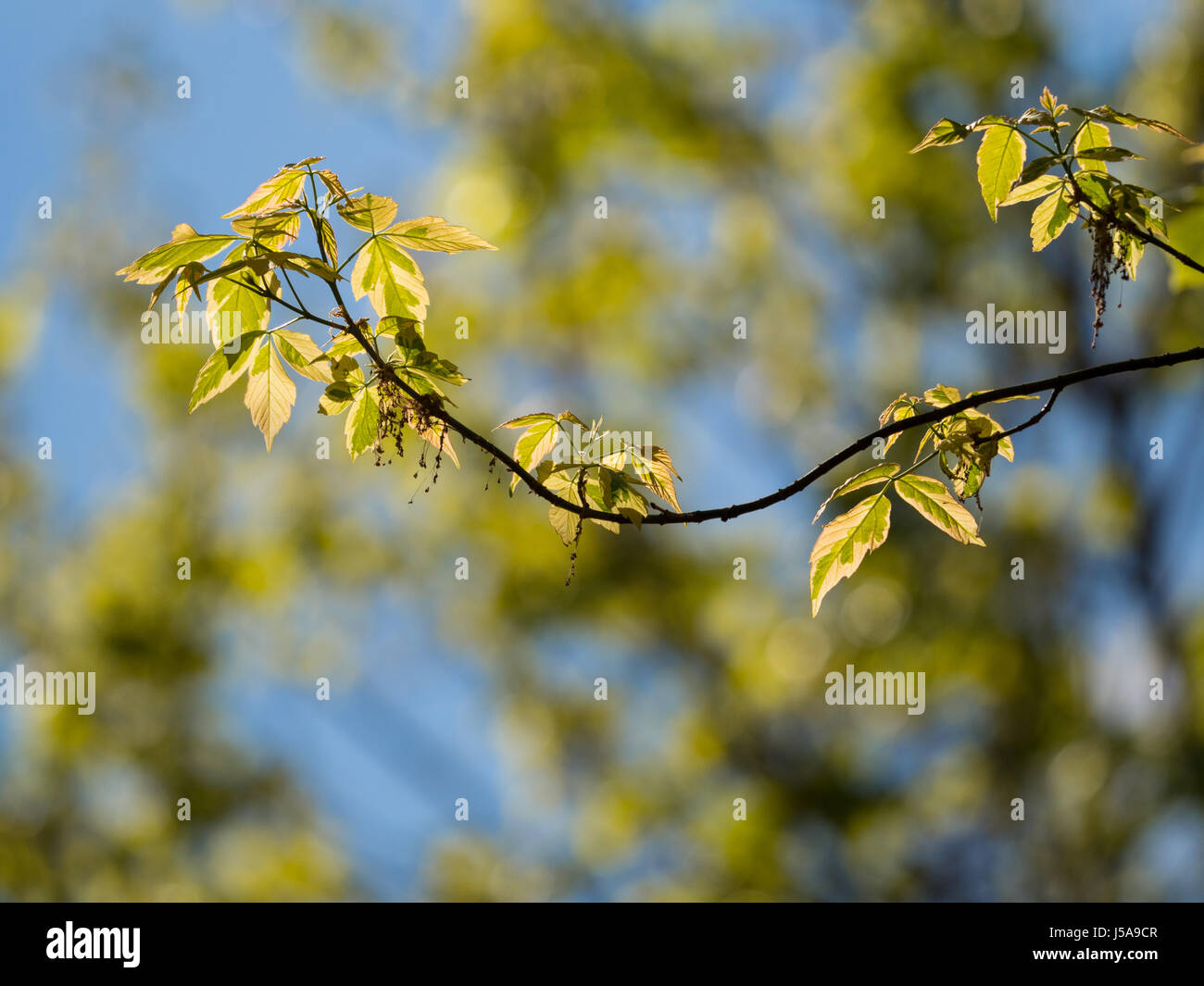new leaves on a tree in springtime Stock Photo - Alamy