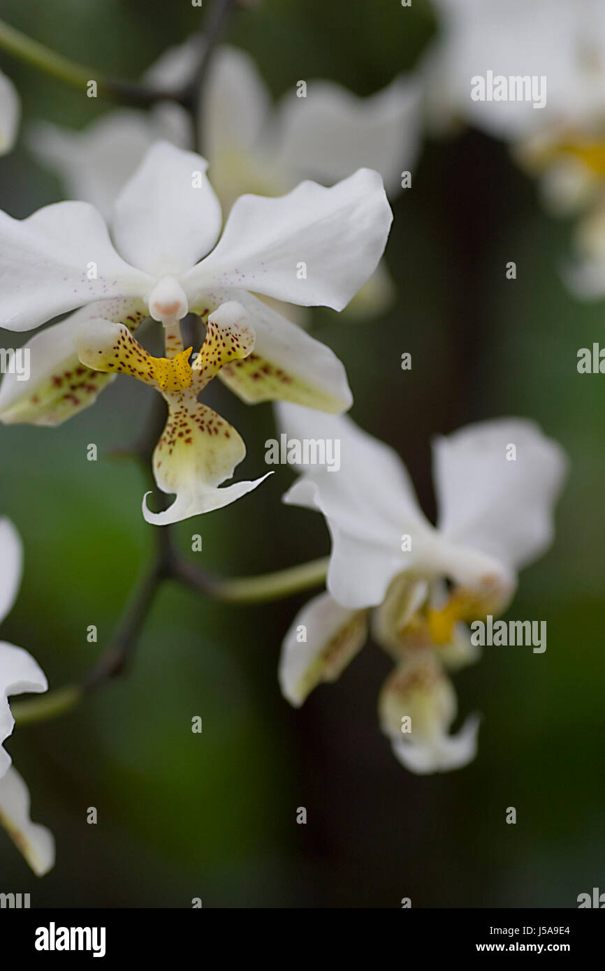 flower plant blossoms coloured exotic expensive luxury expenditure pomp ...