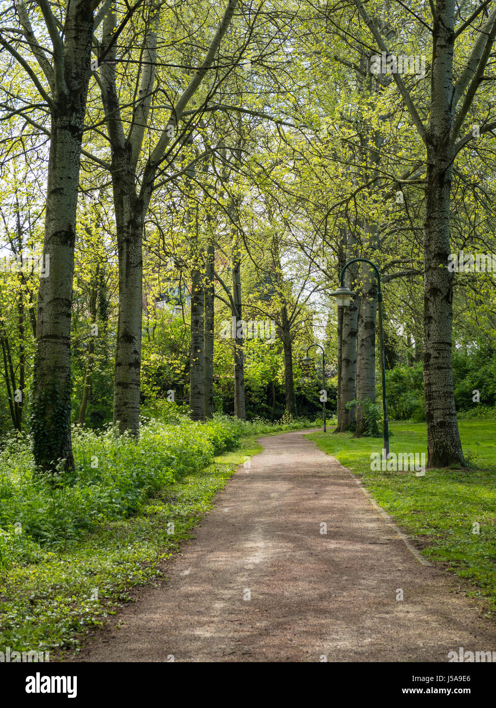 alley of trees in springtime with new leaves Stock Photo - Alamy