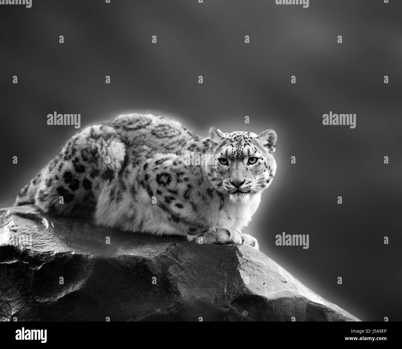 snow cheetah 2 Stock Photo - Alamy