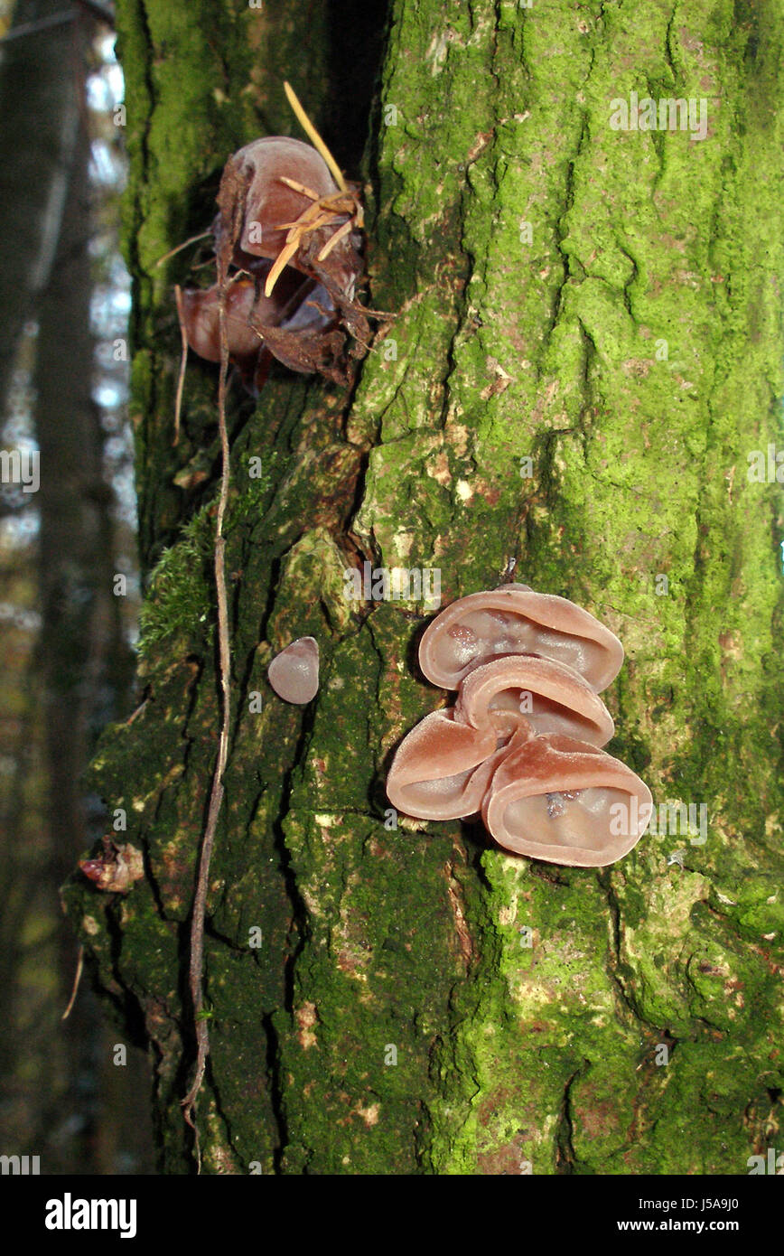 Wolkenohrenpilz hi-res stock photography and images - Alamy