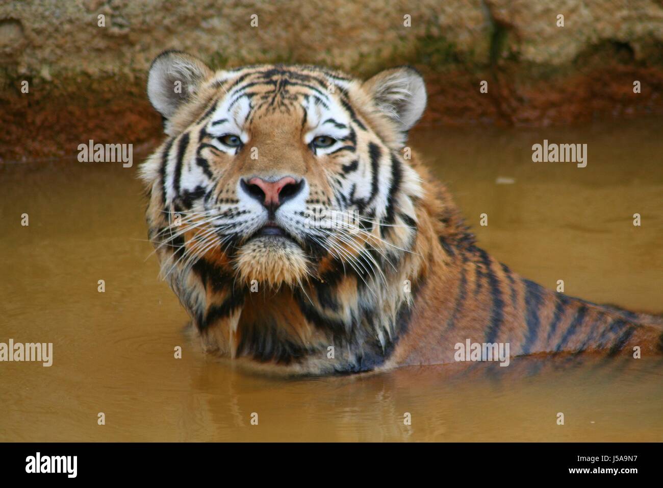 animal brown brownish brunette mouth teeth animals tongue big cat ...